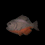 Cooked Piranha